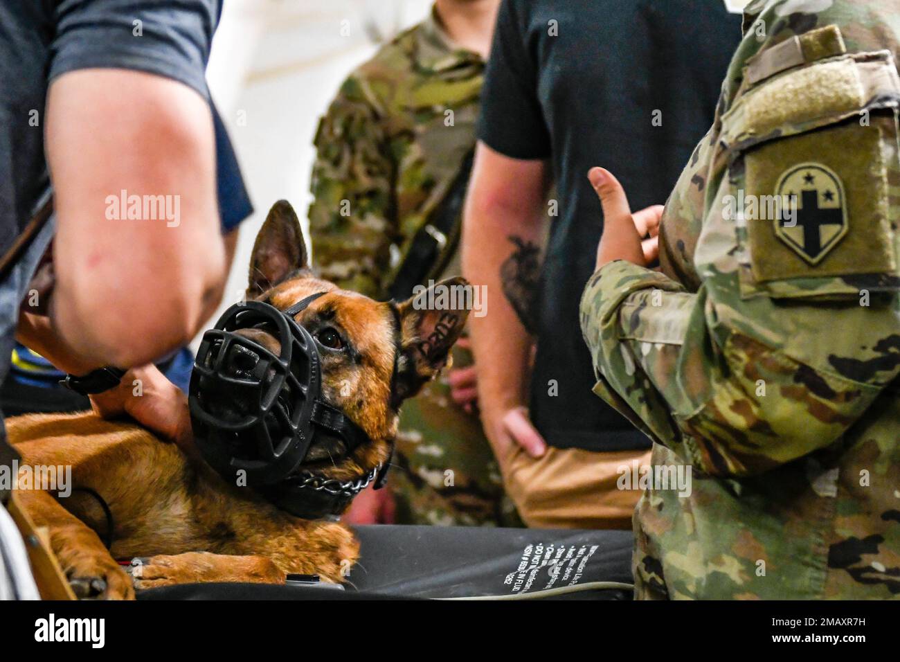 U.S. Air Force Enzo, a military working dog with the 378th ...