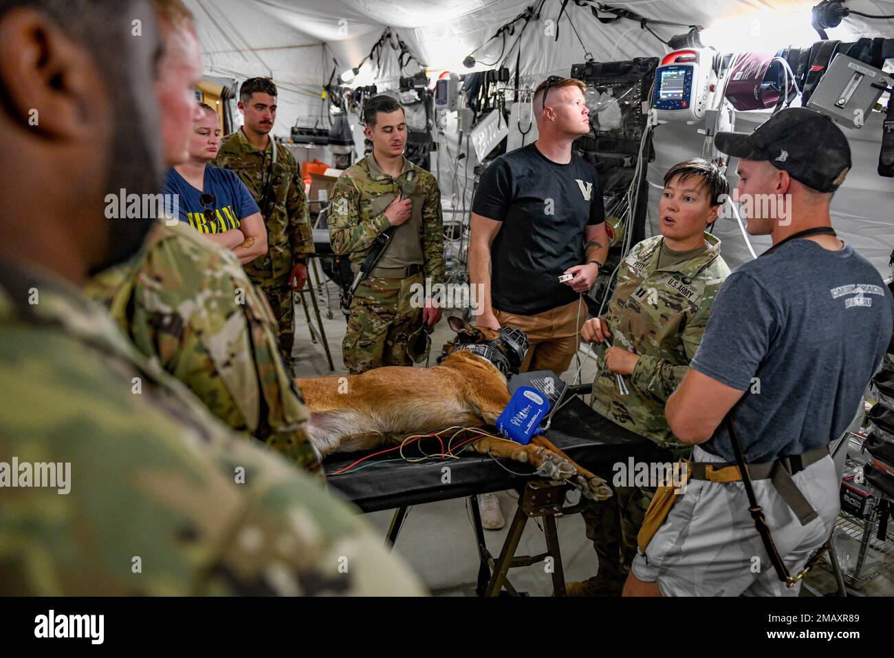 U.S. Air Force Enzo, a military working dog with the 378th ...