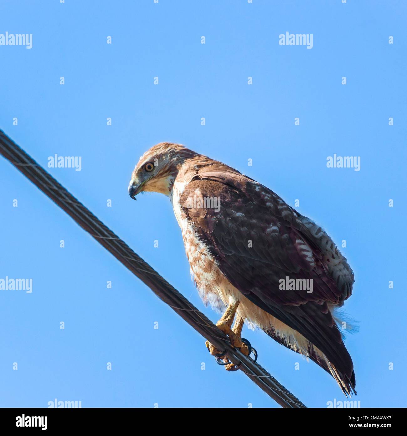 Red-tailed hawk (Buteo jamaicensis) sitting on a wire. Blackwater ...