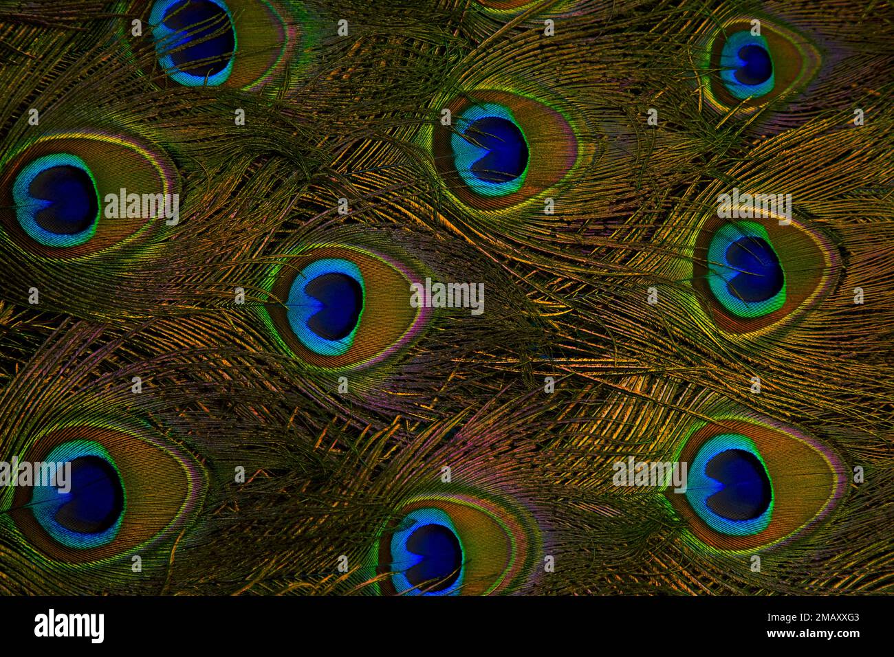 Peacock feathers closeup. Peacock feather background texture Stock ...