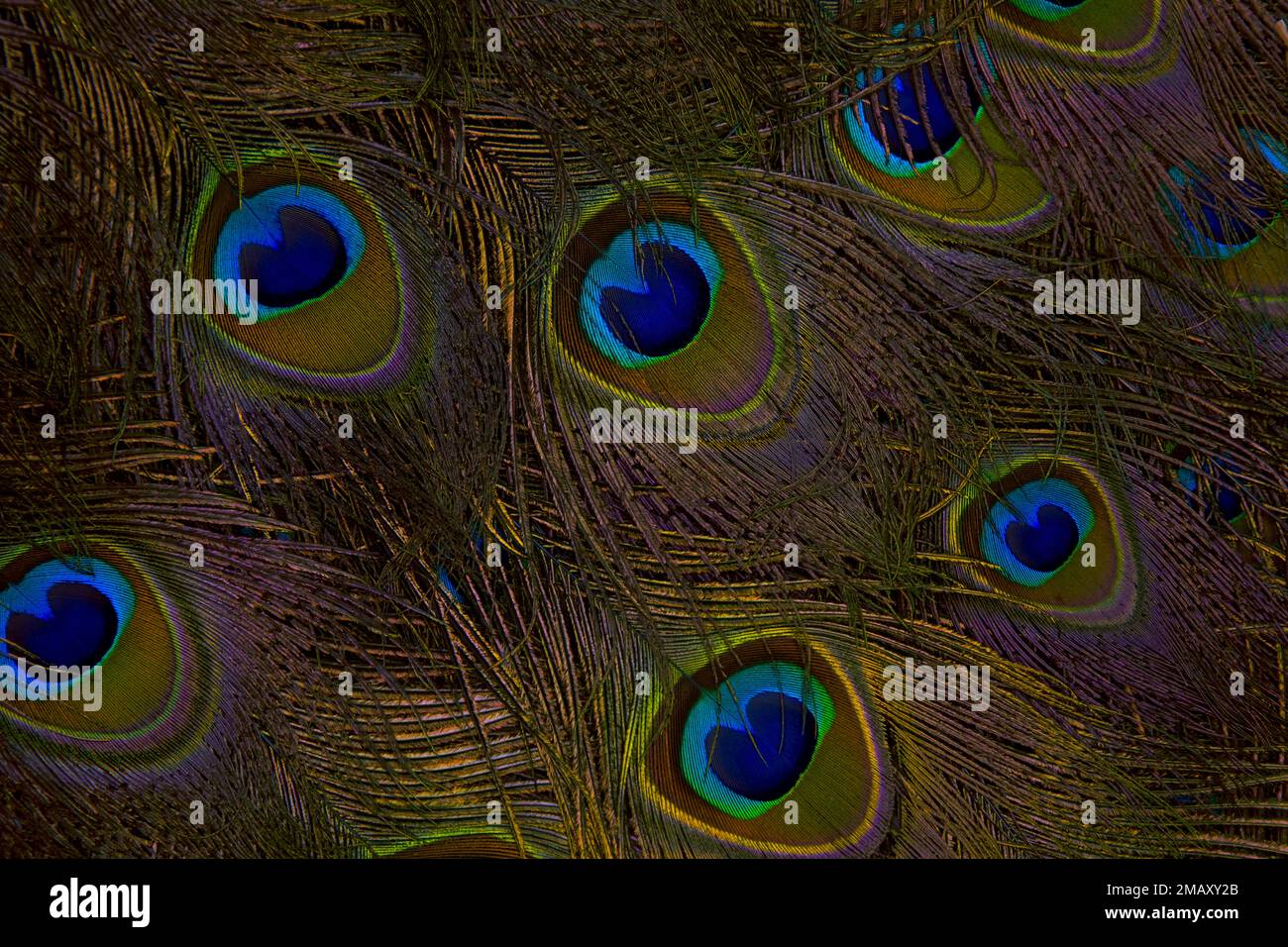 Peacock texture hi-res stock photography and images - Alamy