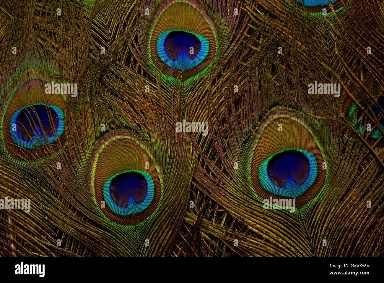 Peacock feathers closeup. Peacock feather background texture Stock ...