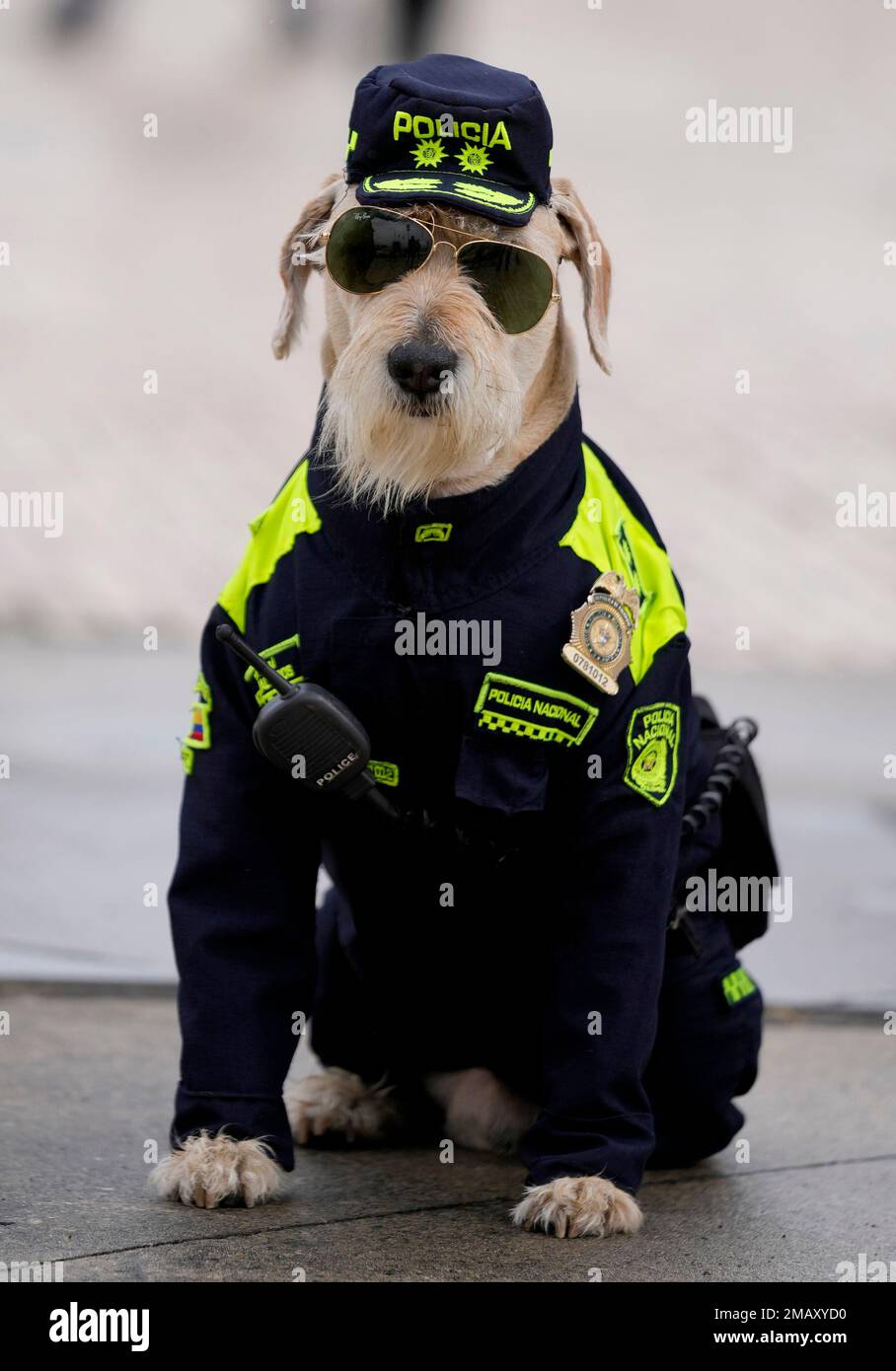 Dressed as a police officer, General, a Schnauzer, is photographed ...