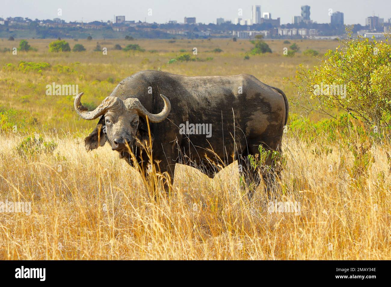 An individual buffalo is shown standing in the grasses of Nairobi ...