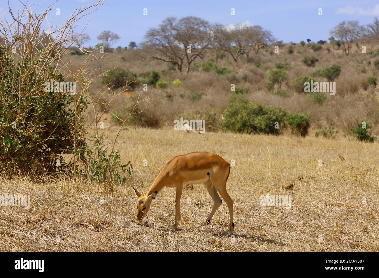 This is an individual impala standing and eating from the grasses in ...