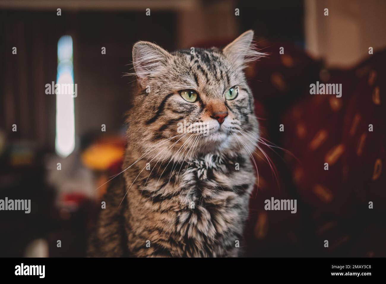 A closeup of a cute cat sitting in a room with blurred background Stock ...