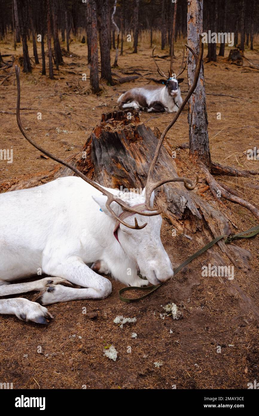 A view of a beautiful white reindeer relaxing in a dry forest during ...