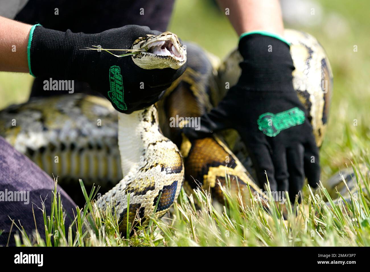 FILE - A Burmese python is held during a safe capture demonstration on ...