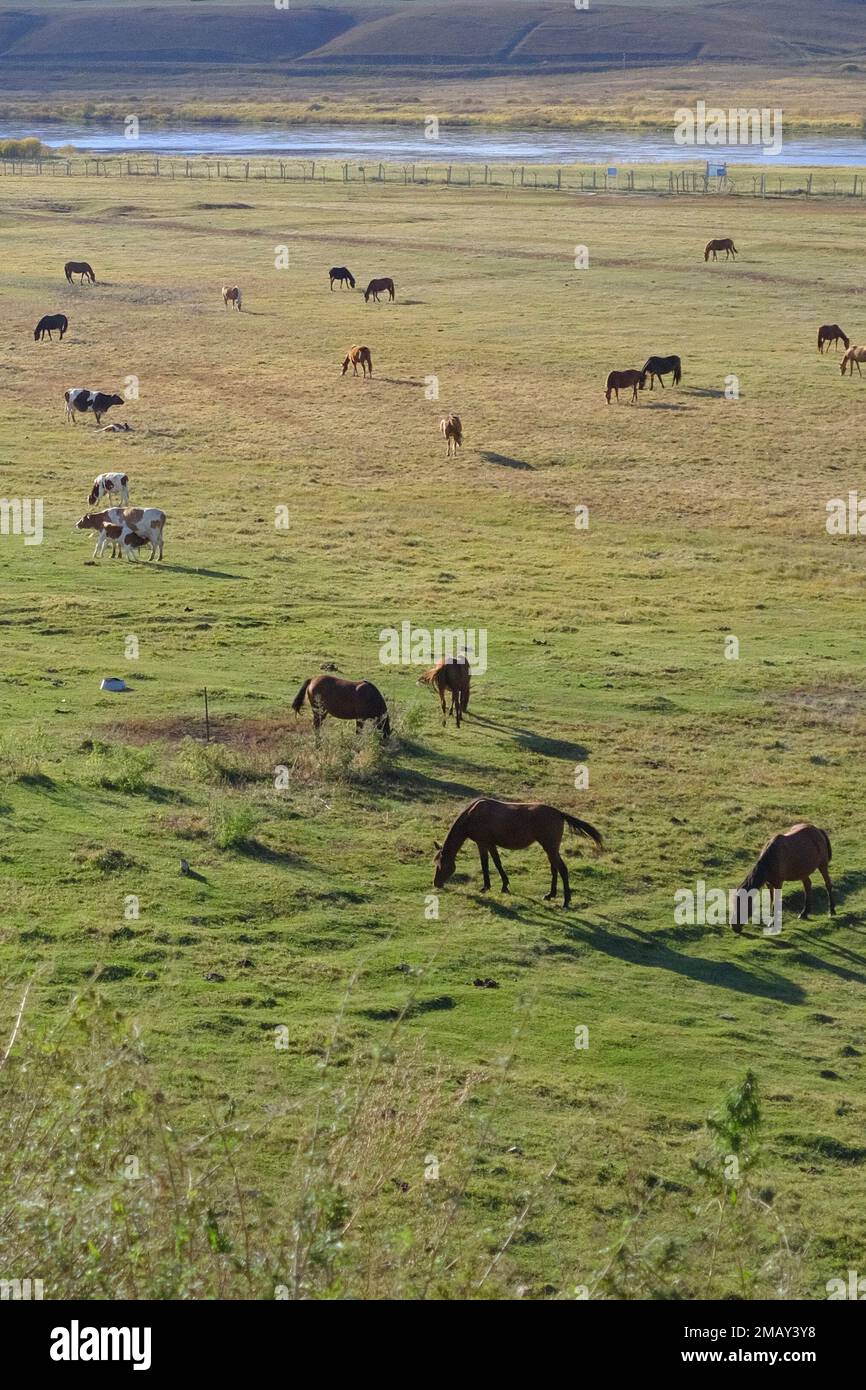 A beautiful view of horses and cows grazing in a green field during ...