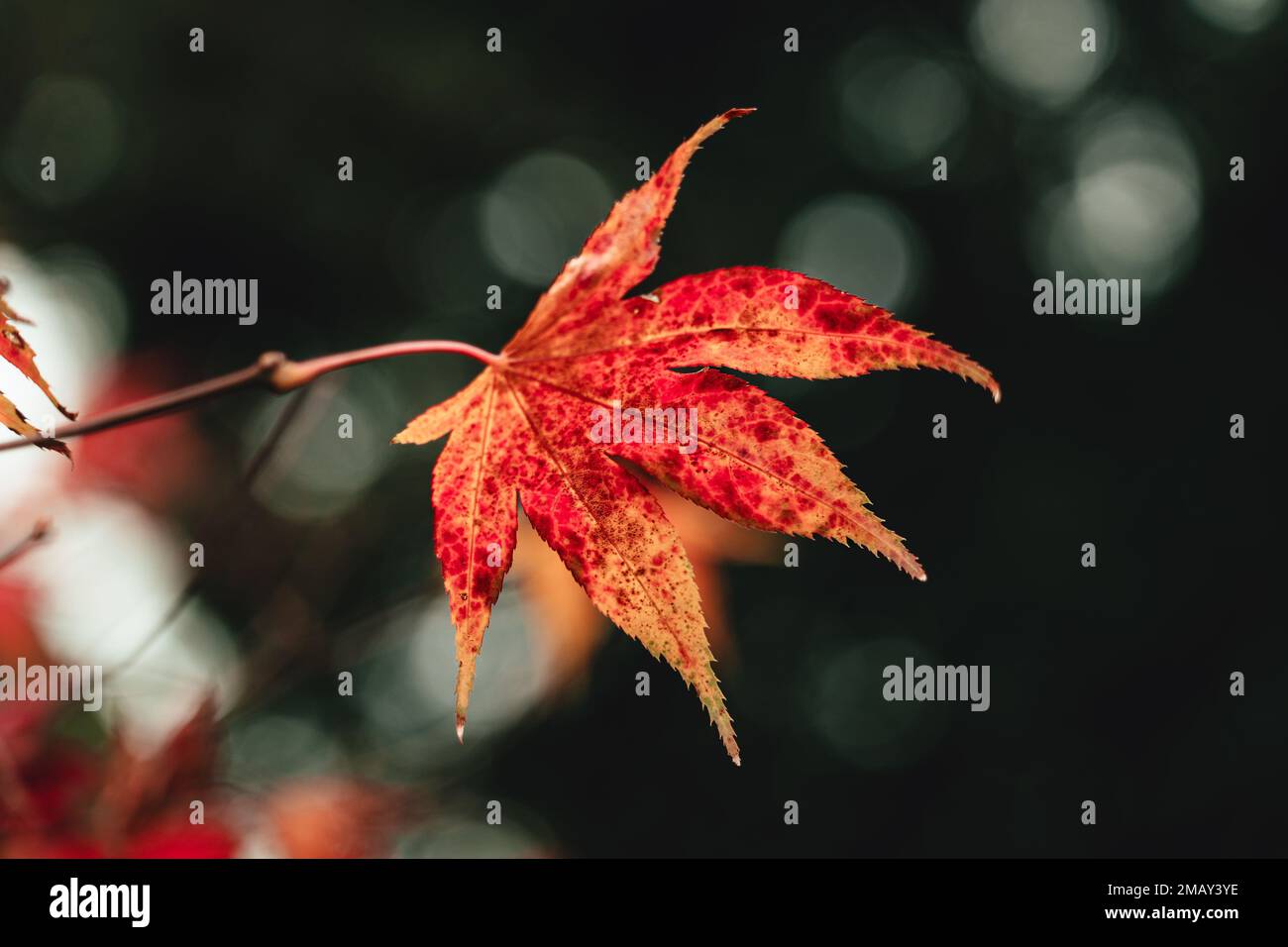 A close-up of a red Acer tree leaf in autumn with bokeh in the ...
