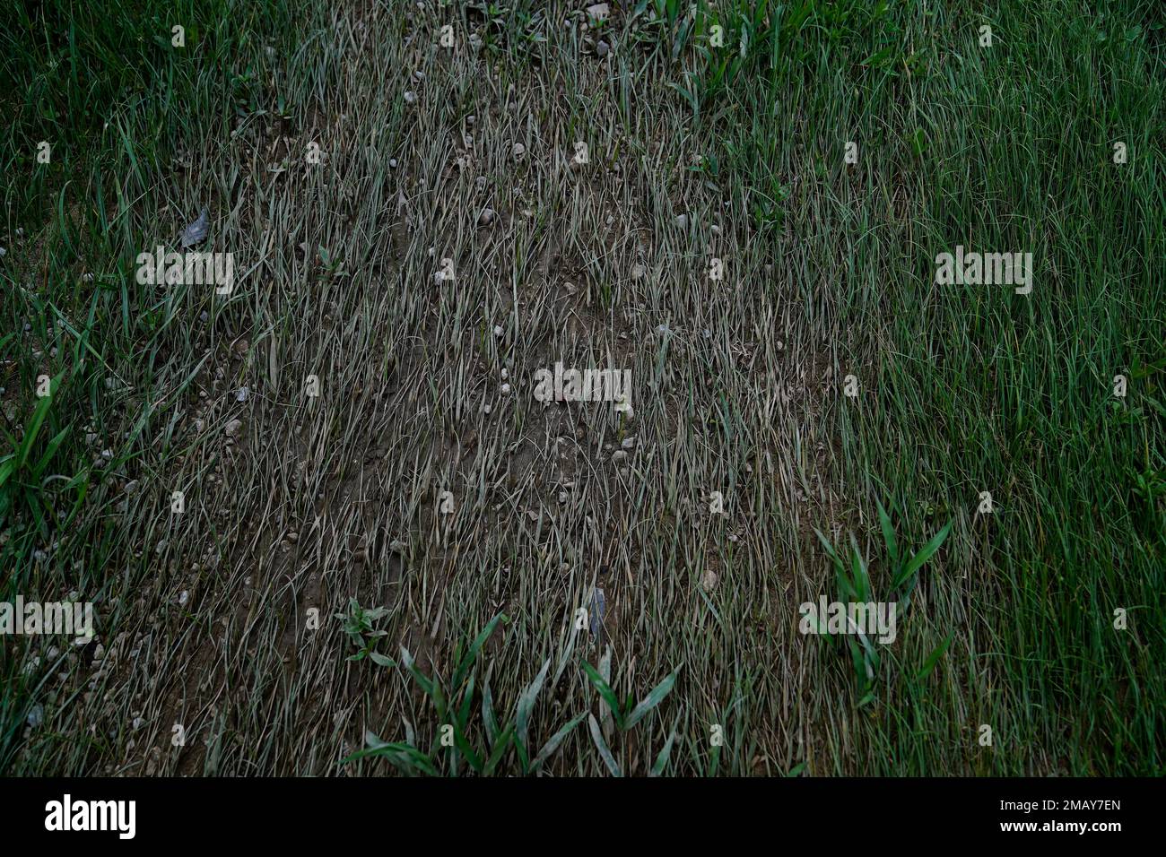 Brown and green grass are seen laid down in the direction of massive ...