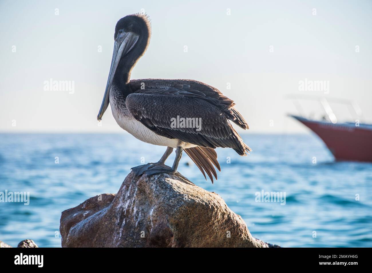 A single brown pelican sits atop a whitewashed rock at Lands End, Cabo ...