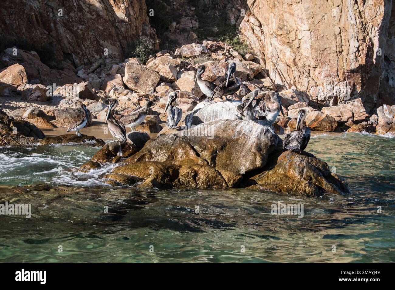 A group or flock of brown pelicans sit atop a whitewashed rock near ...