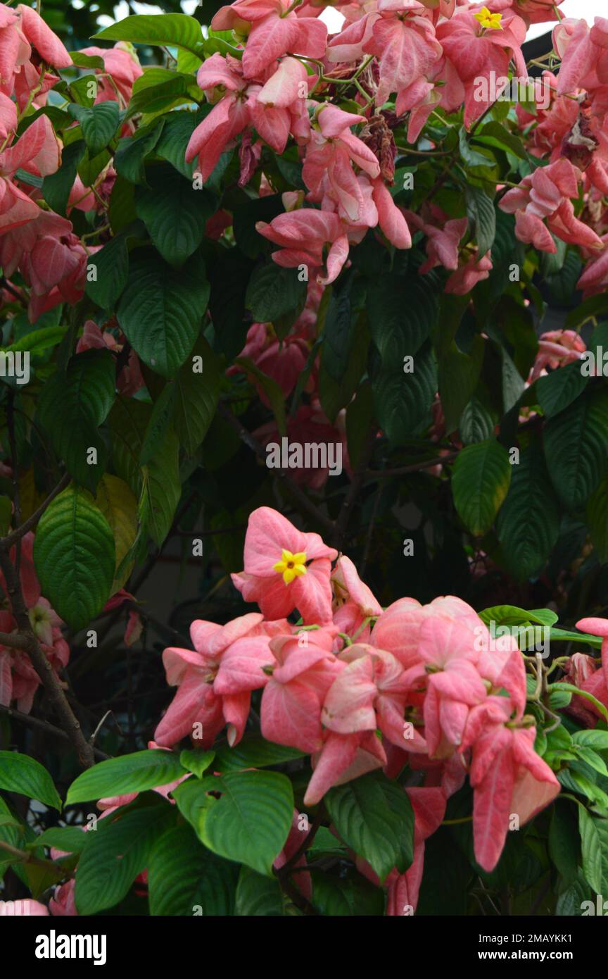 Littleflower mussaenda hi-res stock photography and images - Alamy