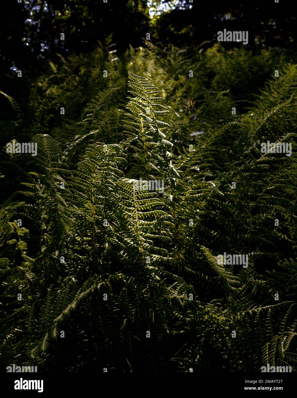 A vertical closeup of fern plant leaves absorbing the glimpse of light ...