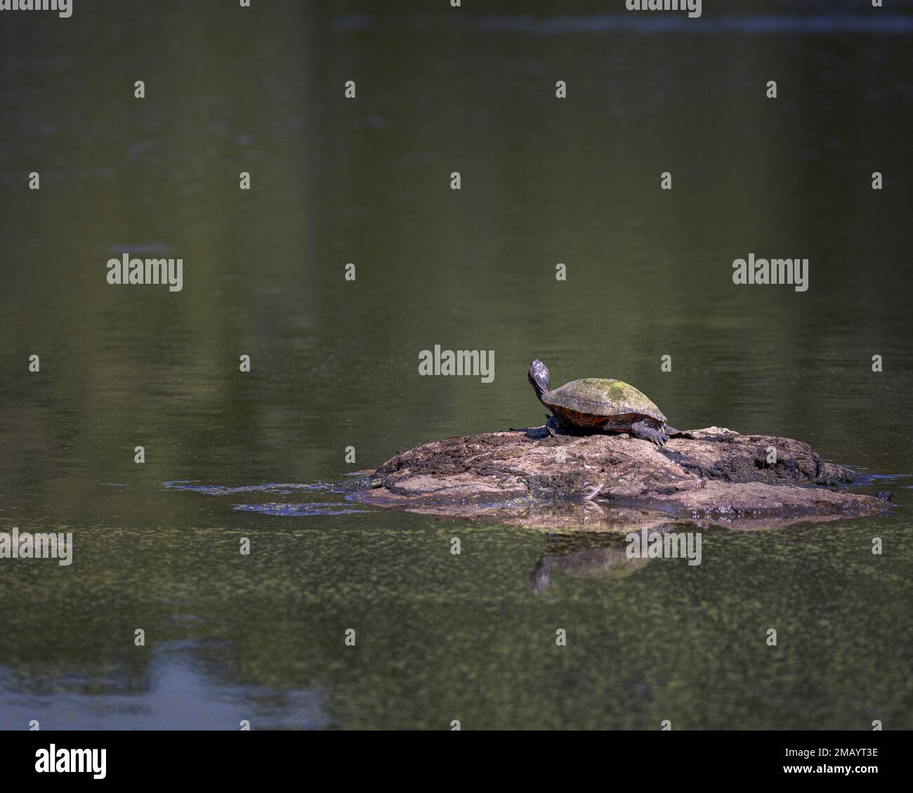A Northern red-bellied cooter turtle on a soil in the middle of a lake ...