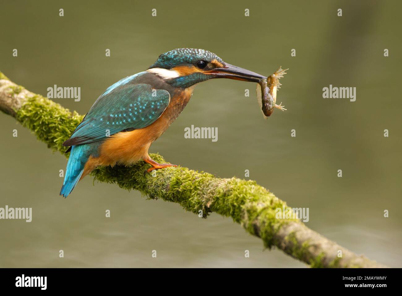 A close-up of a blue kingfisher (Alcedo atthis) perched on a tree ...