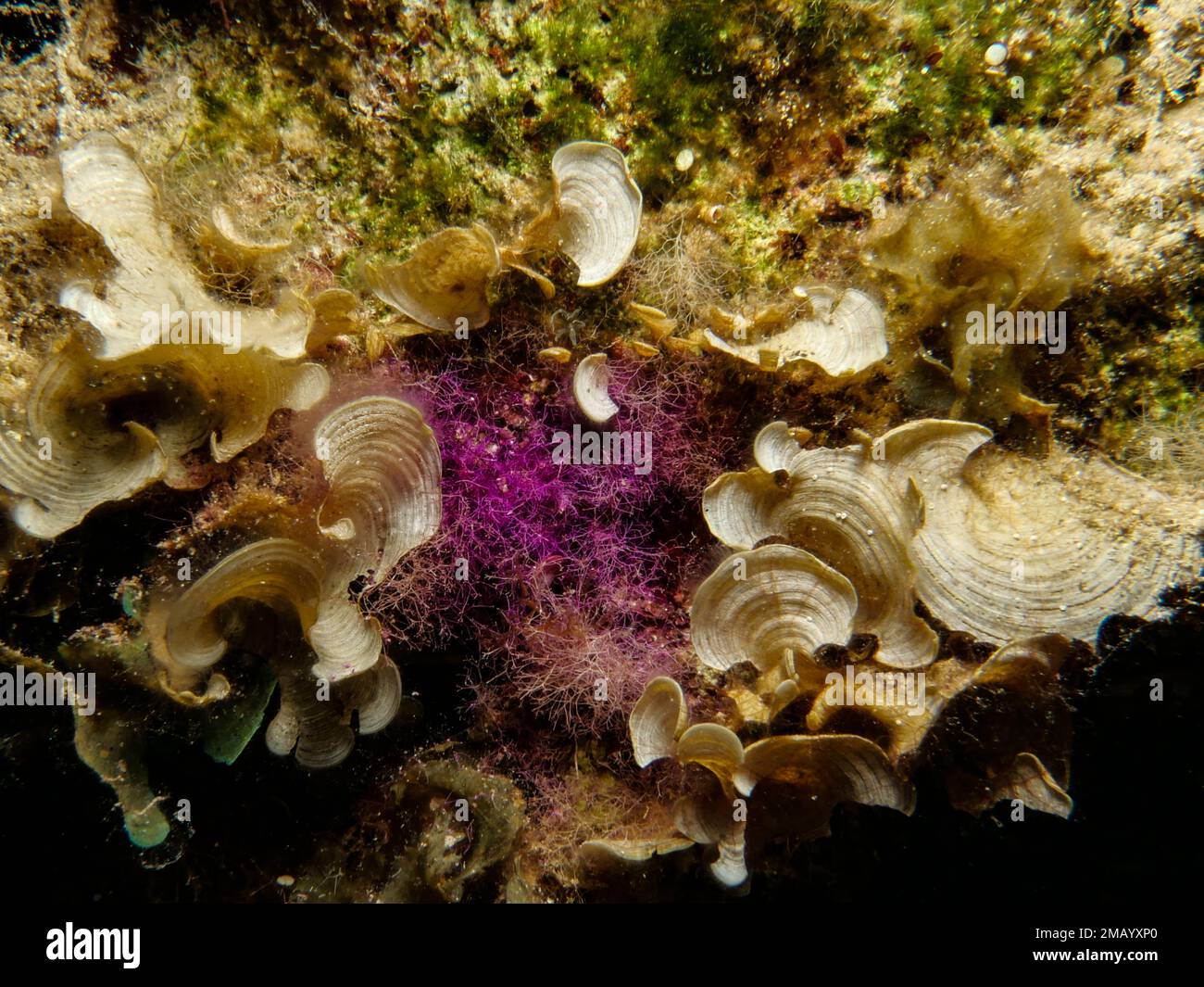 Marine algae from Cyprus Stock Photo - Alamy