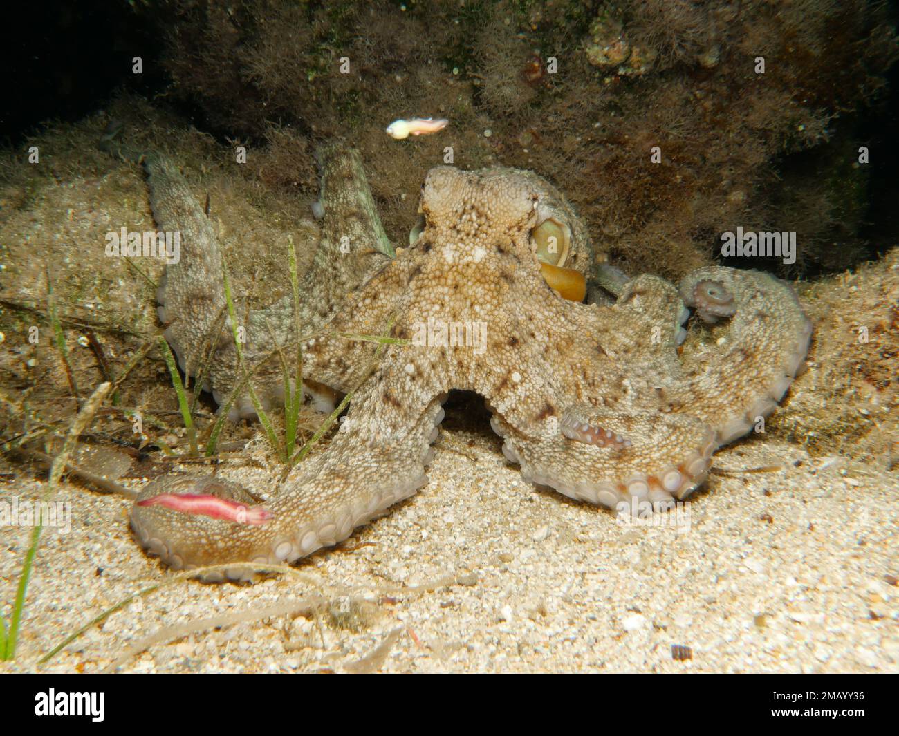 Common octopus from Cyprus Stock Photo - Alamy