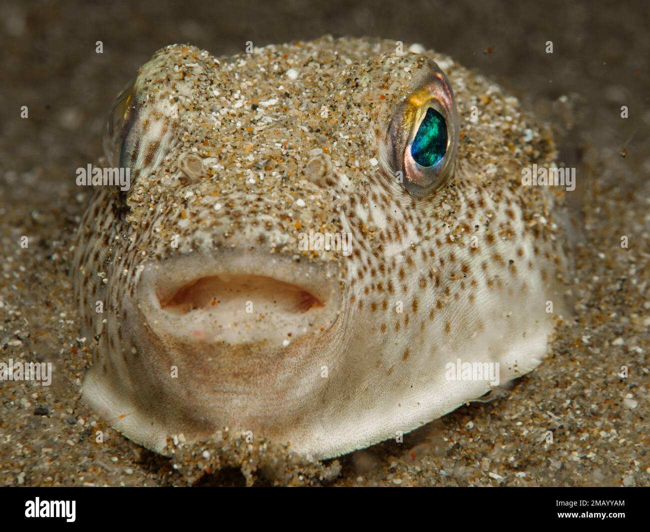 Torquigener pufferfish hi-res stock photography and images - Alamy