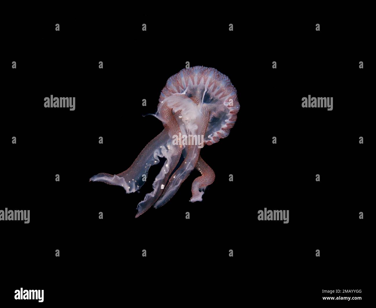 Jellyfish Pelagia noctiluca Stock Photo - Alamy
