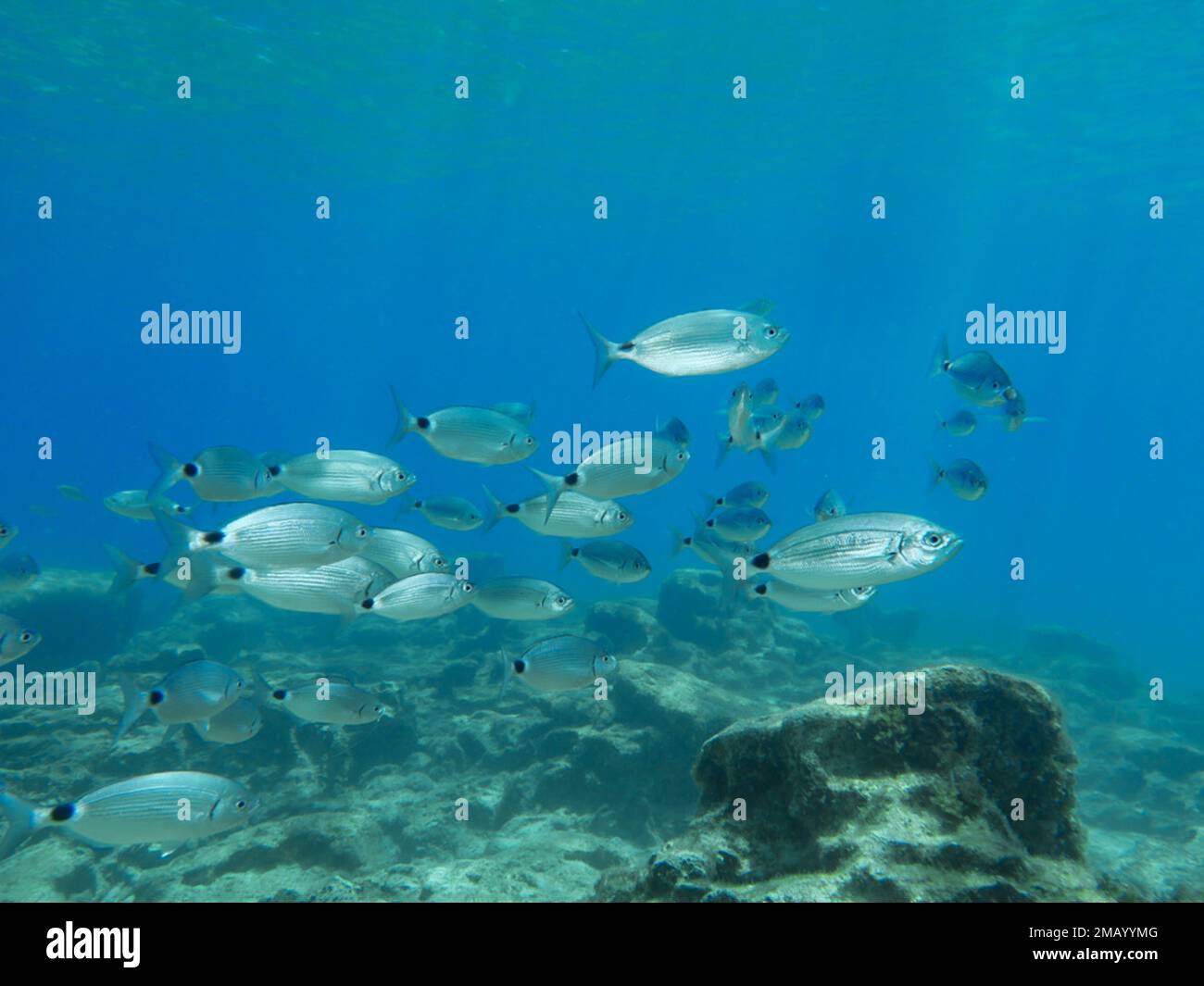 Saddled sea bream from Cyprus Stock Photo - Alamy