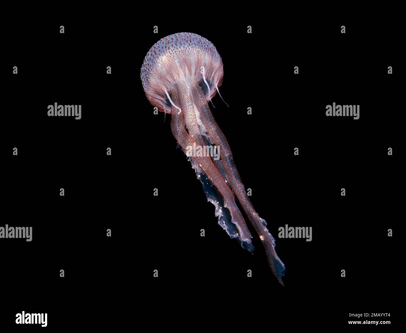 Jellyfish Pelagia noctiluca Stock Photo - Alamy