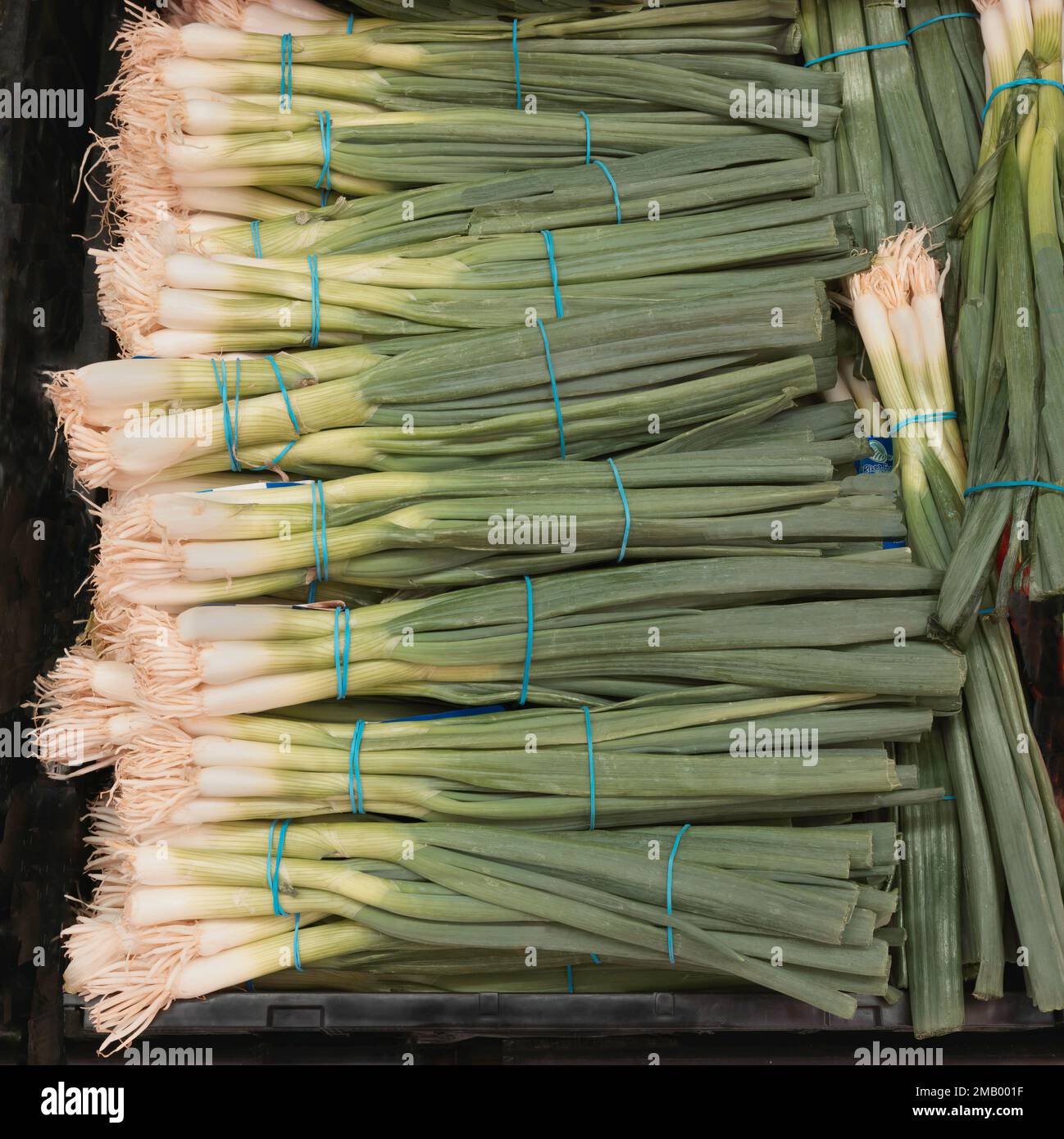 Scallions on display in grocery store Stock Photo - Alamy