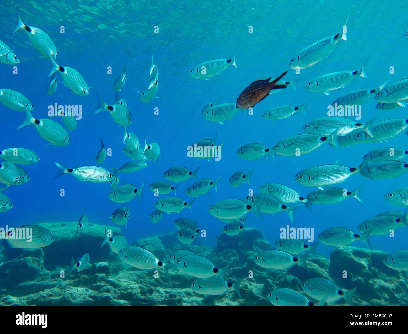 Bream fishes in mediterranean sea hi-res stock photography and images ...