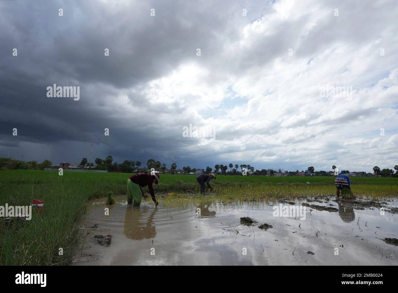 Cambodian farmers plant rice at a paddy rice farm outside Phnom Penh ...