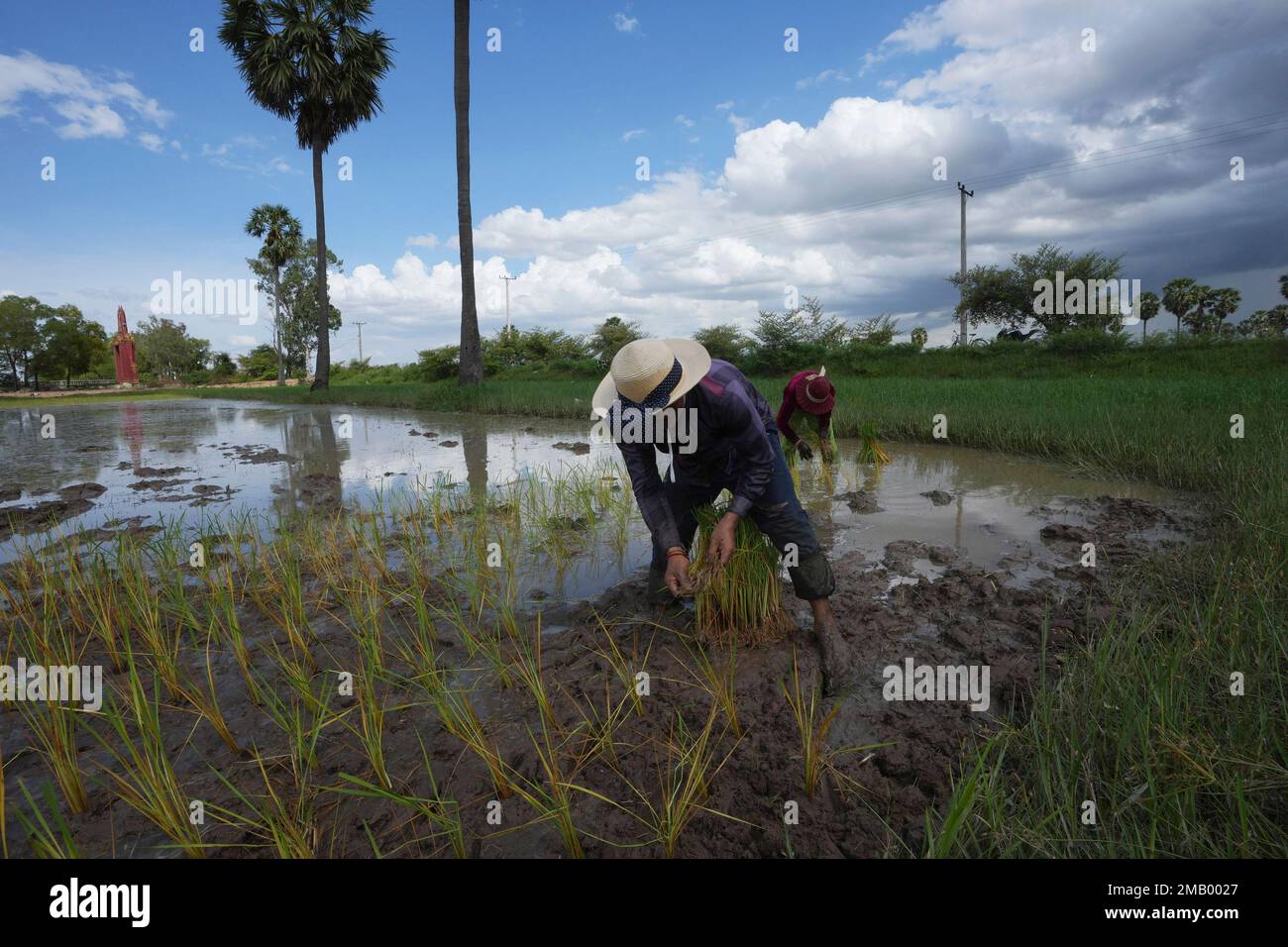 Cambodian farmers plant rice at a paddy rice farm outside Phnom Penh ...