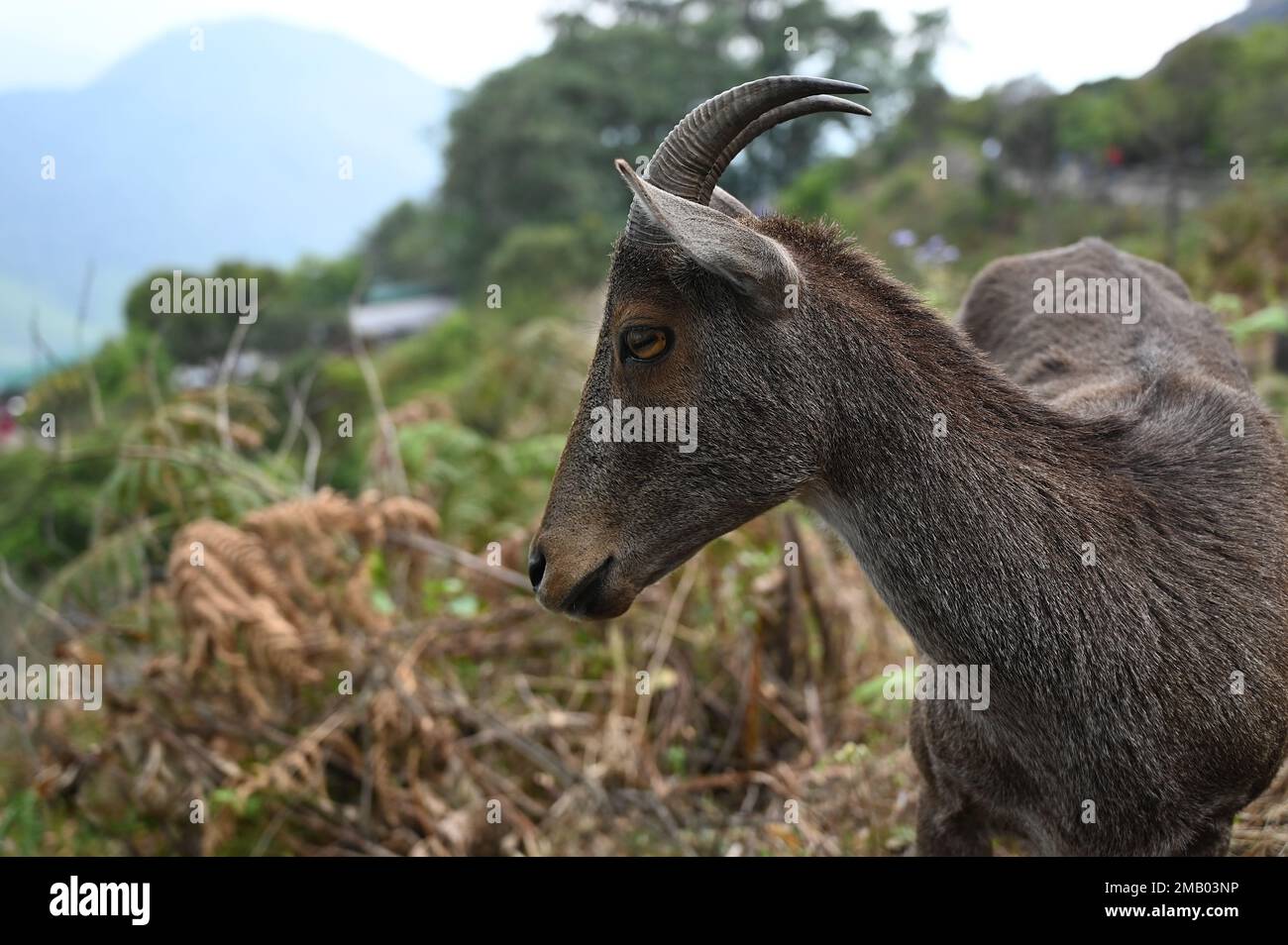 Closeup picture of Endangered Nilgiri tahr at eravikulam national park Munnar Stock Photo - Alamy