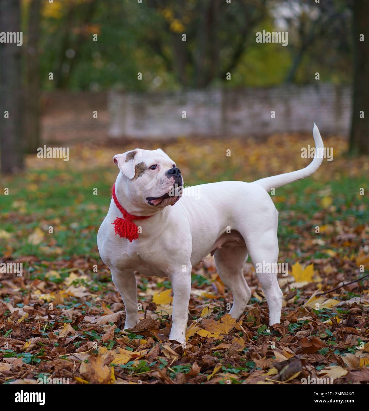 dog in autumn park. Funny happy cute dog breed american bulldog runs ...