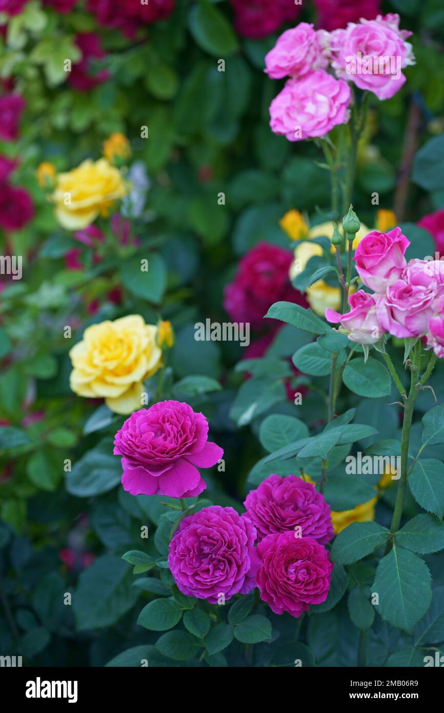 Beautiful colorful rose garden in spring Stock Photo - Alamy