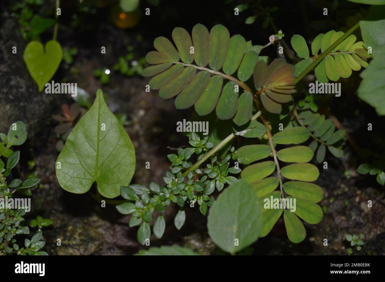Landscape of various wild plants in back yard. Various leaf shapes of ...