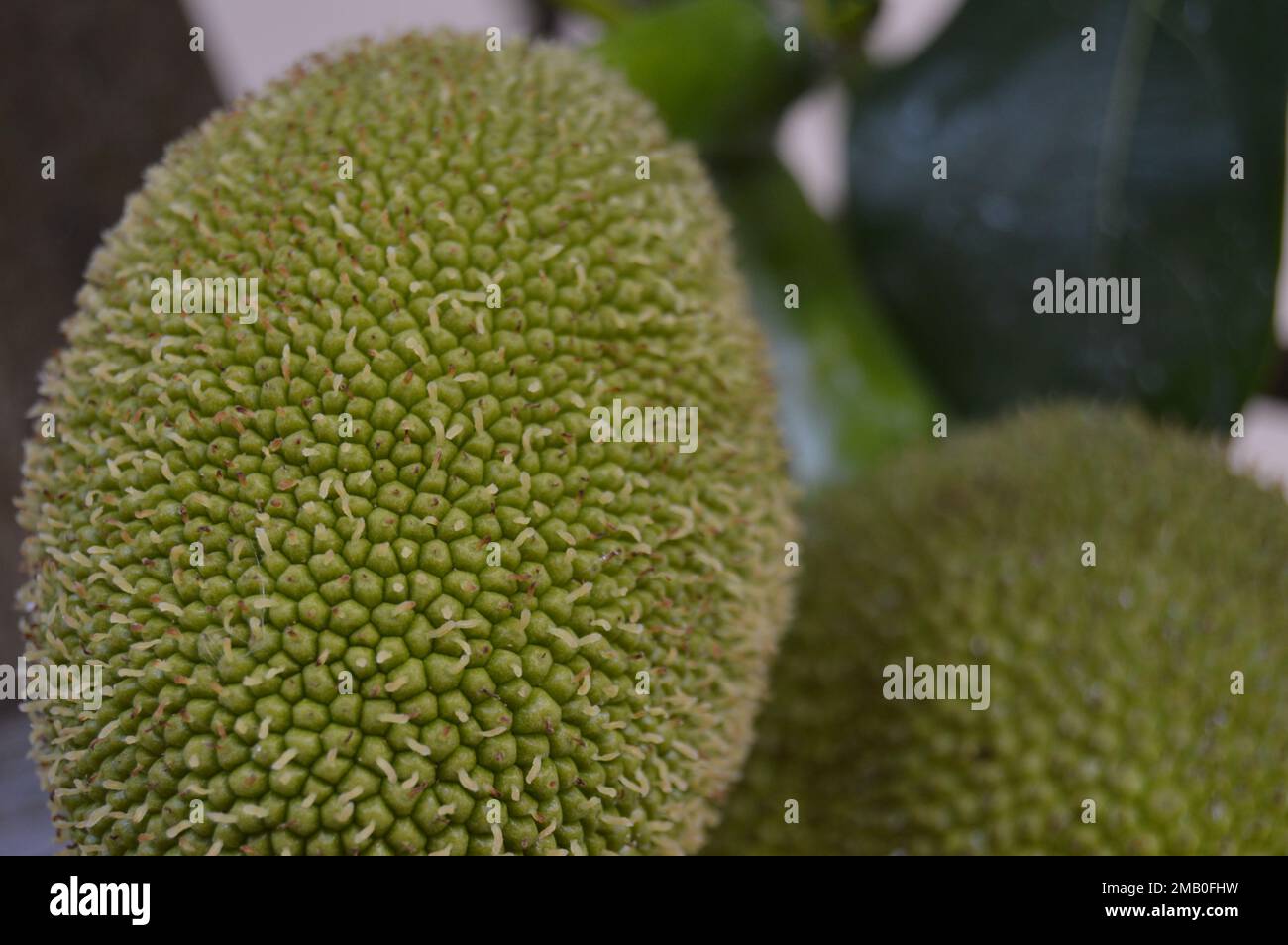 Close-up portrait of green jackfruit hanging on the tree. Young, fresh ...
