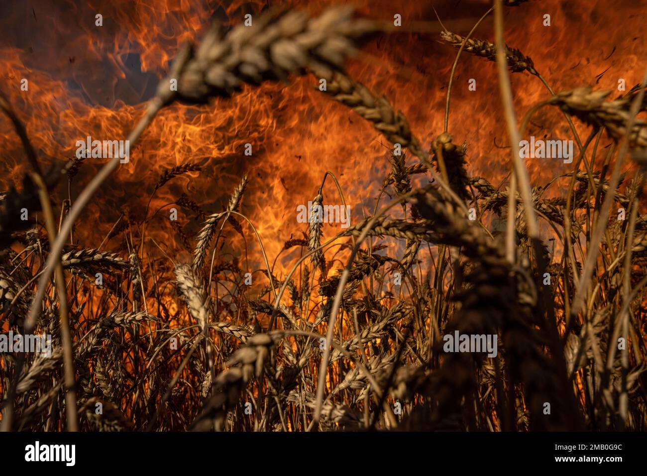 A wheat field burns after Russian shelling in a few kilometres from ...
