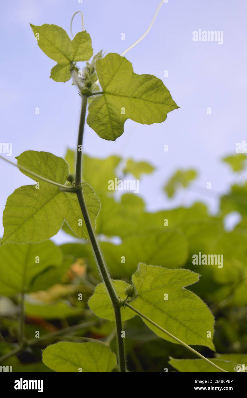 A portrait of the stem and leaf tendrils of the vines on the backyard ...