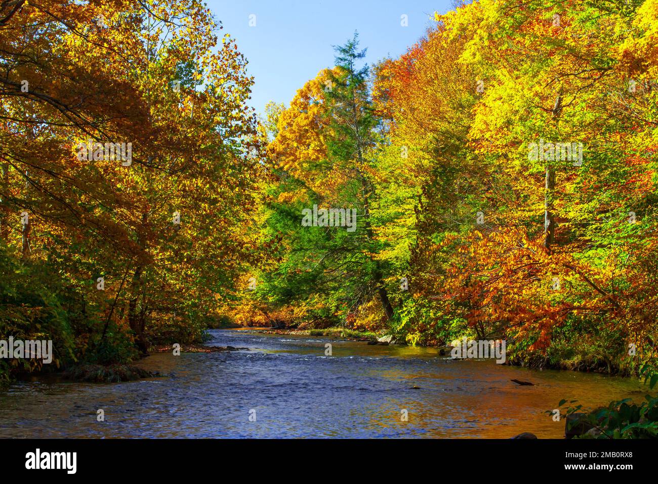 The Lackawaxen River, a tributary of the Delware River, in autumn at ...