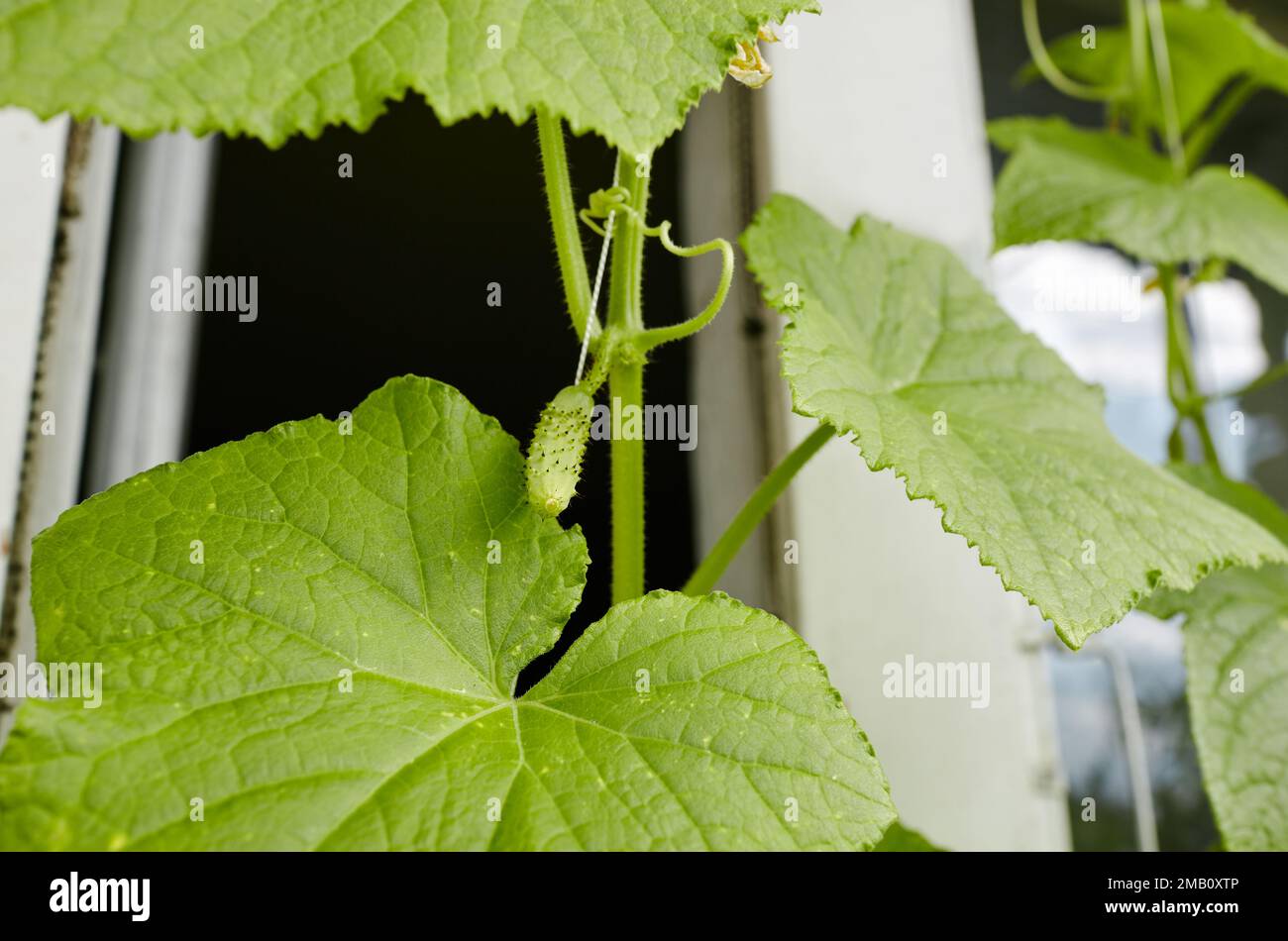 Natural cucumber grows in a greenhouse. Growing fresh vegetables in a ...