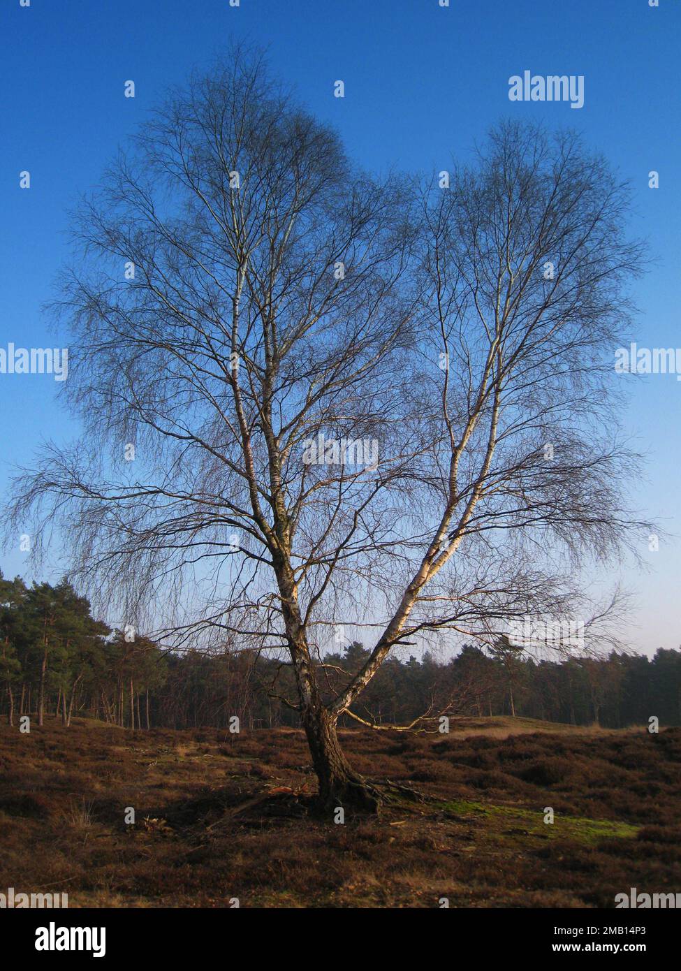 Tree with no leaves hi-res stock photography and images - Alamy