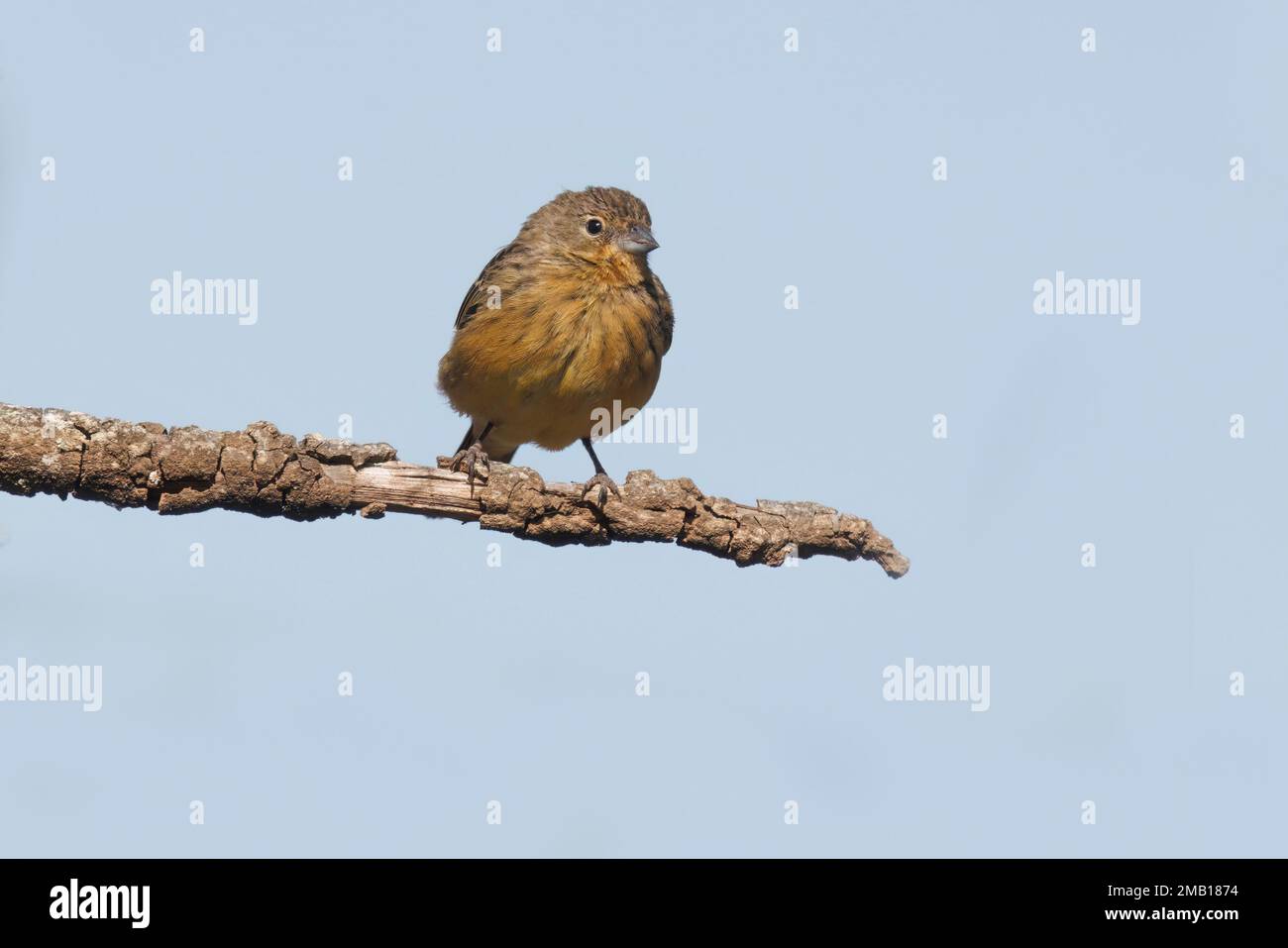 Stripe-tailed Yellow-finch, Serra da Canastra, MG, Brazil, August 2022 ...