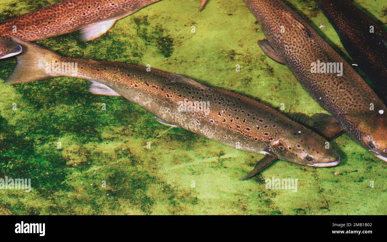 FILE - Wild Atlantic salmon swim at a fish hatchery in Orland, Maine ...