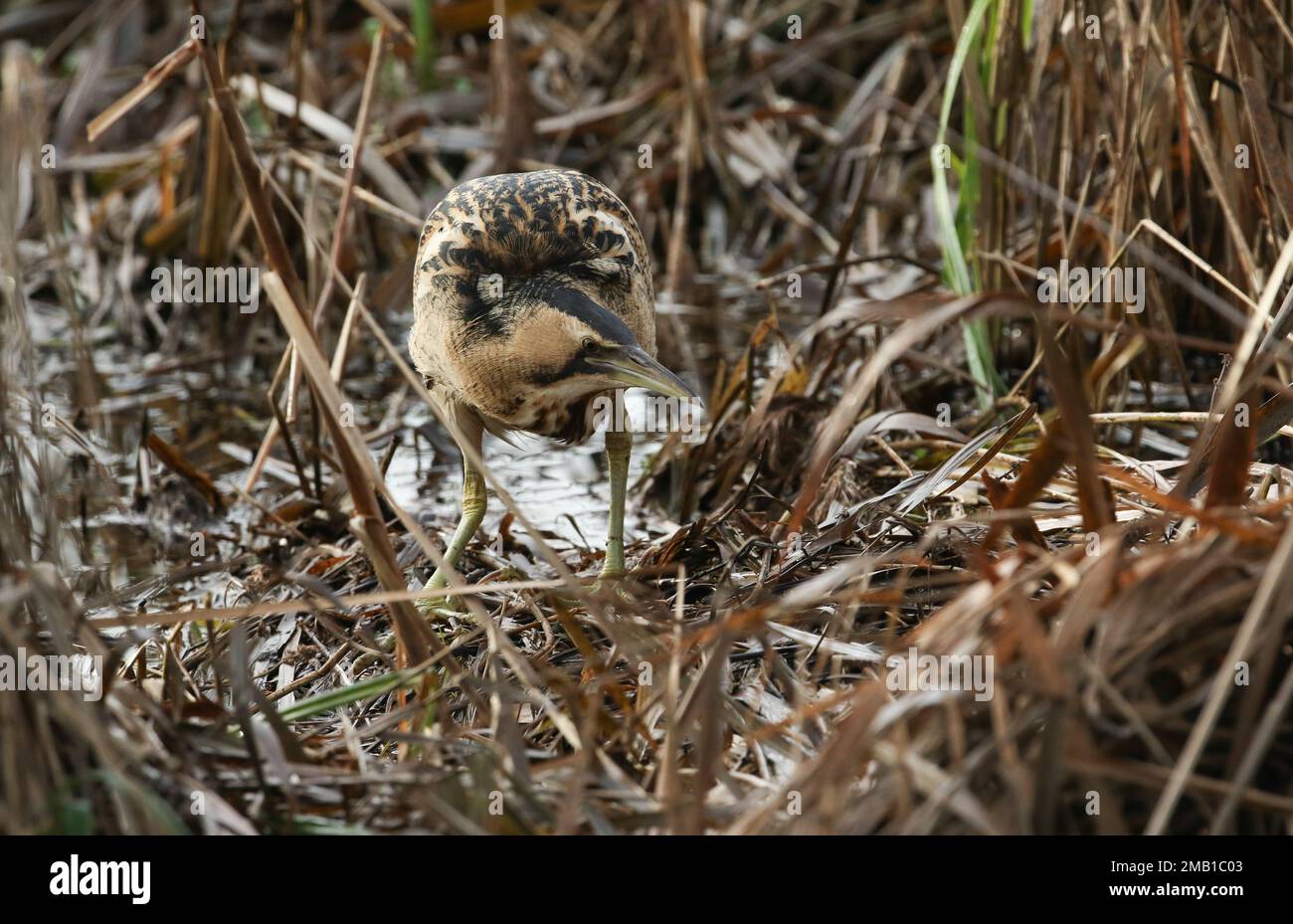 A rare hunting Bittern, Botaurus stellaris, searching for food in a ...