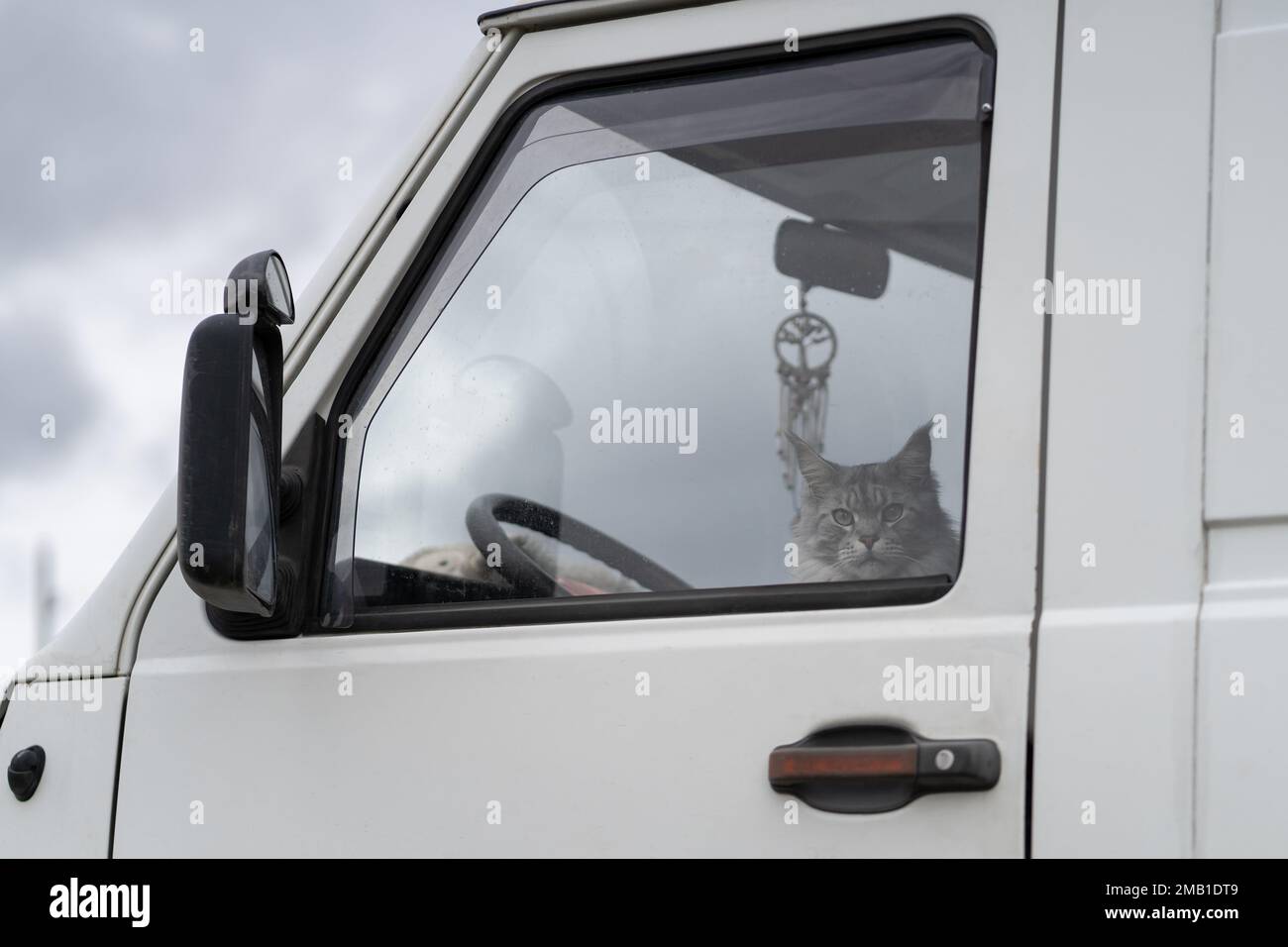 Cat looks out of cabin of motor home sits in driver seat for concept of ...