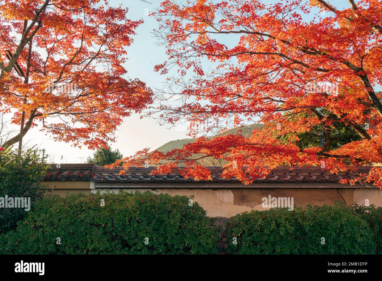 Autumn maple tree, Arashiyama old village street in Kyoto, Japan Stock ...