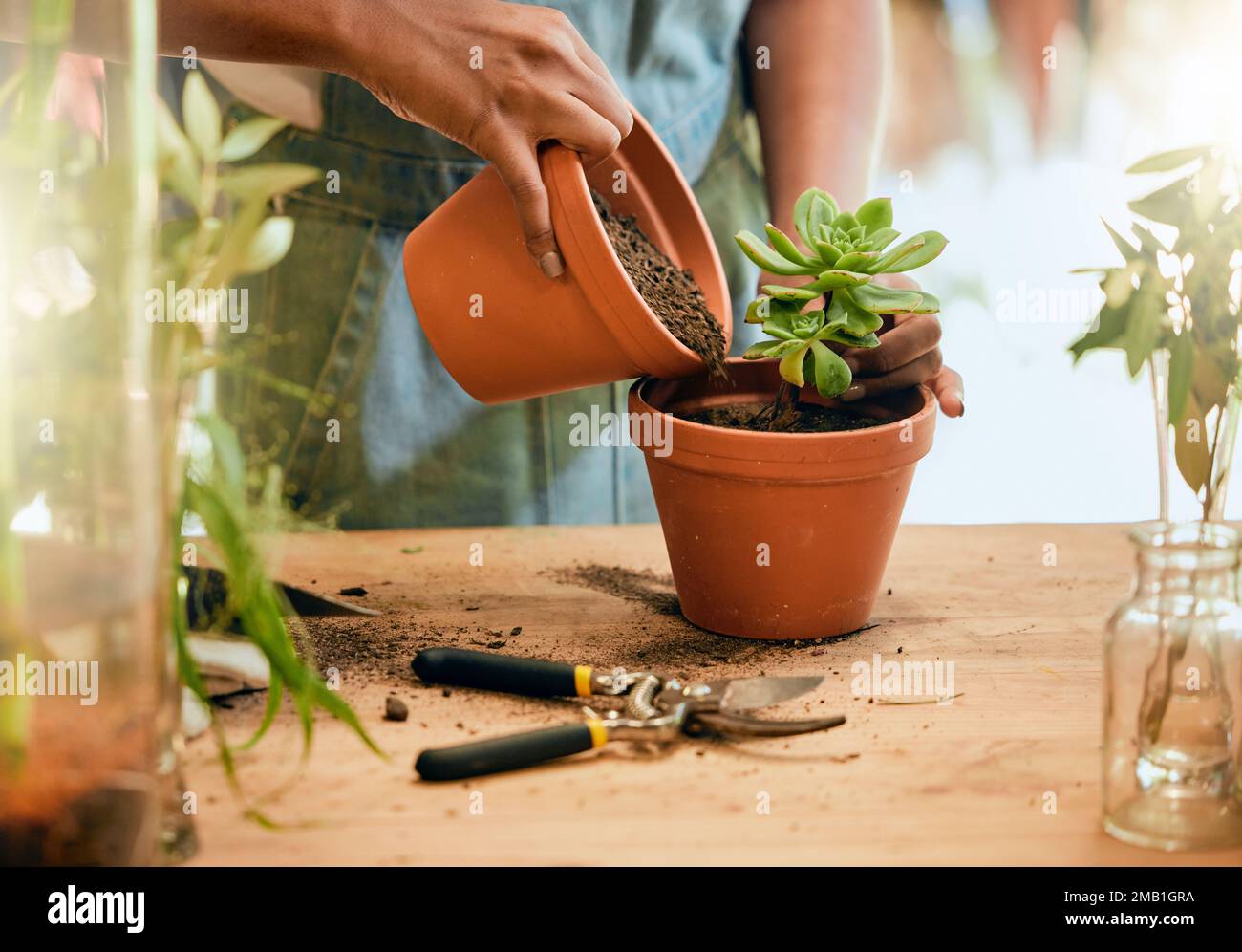Pot plant, soil and woman hands gardening for sustainability, eco ...