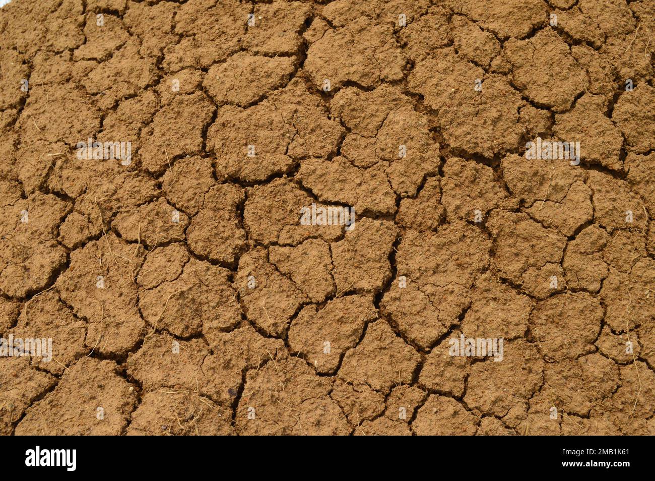 Portrait of dry soil forming cracked soil cracked texture Stock Photo ...