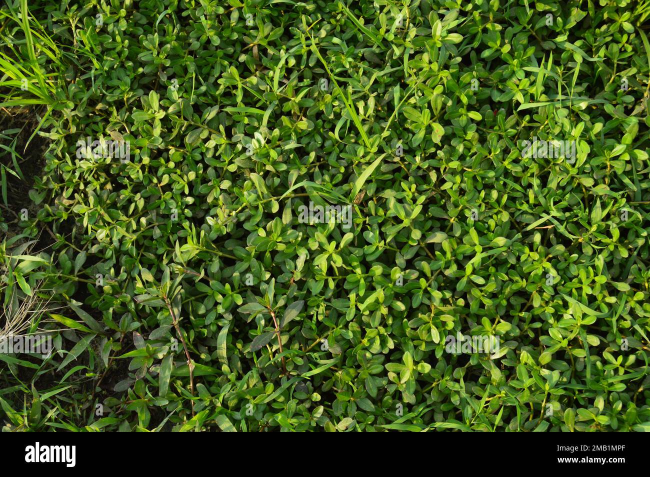 Natural green wild grass landscape portrait, background, or wallpaper ...