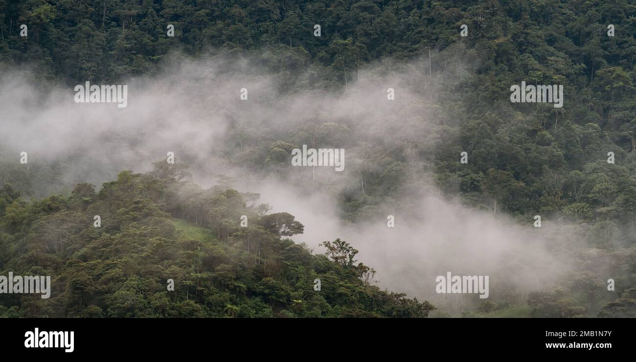 Congo jungle tree canopy hi-res stock photography and images - Alamy